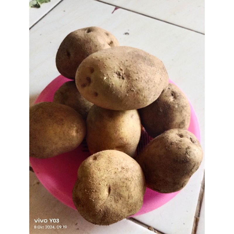 Jual kentang dieng besar | Shopee Indonesia