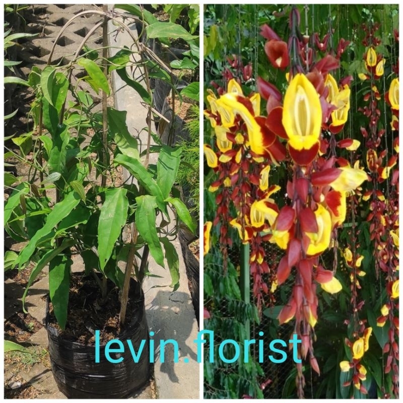 Jual [ RIMBUN ] Thunbergia mysorensis keadaan rimbun / bibit tanaman ...
