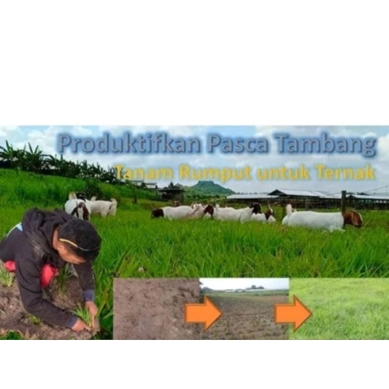 Jual Grass Seed - Benih Rumput Brachiaria Decumben - Benih Rumput ...