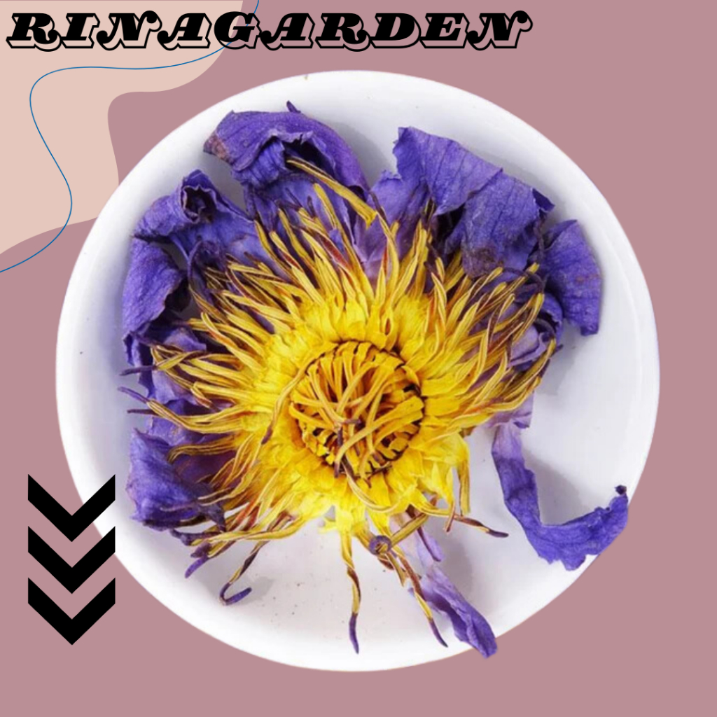 Jual BUNGA LOTUS BIRU KERING / BUNGA LOTUS KERING BIRU / DRIEED BLUE ...