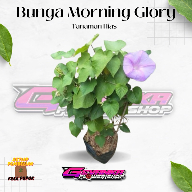 Jual Tanaman Rambat Bunga Morning Glory - Ipomoea Nil - Ipomoea ...