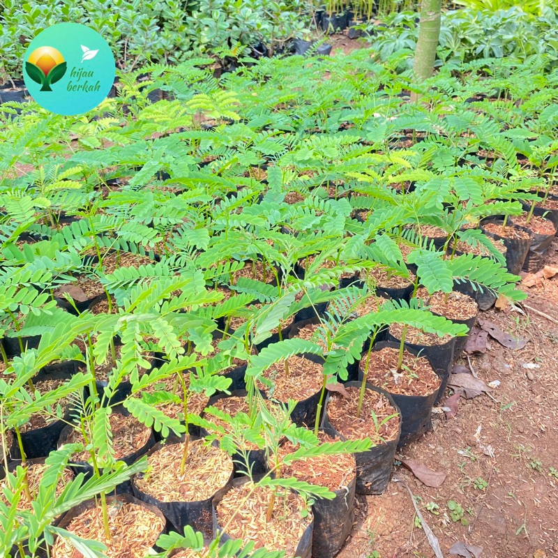 Jual tanaman pakis brazil solobium | Shopee Indonesia