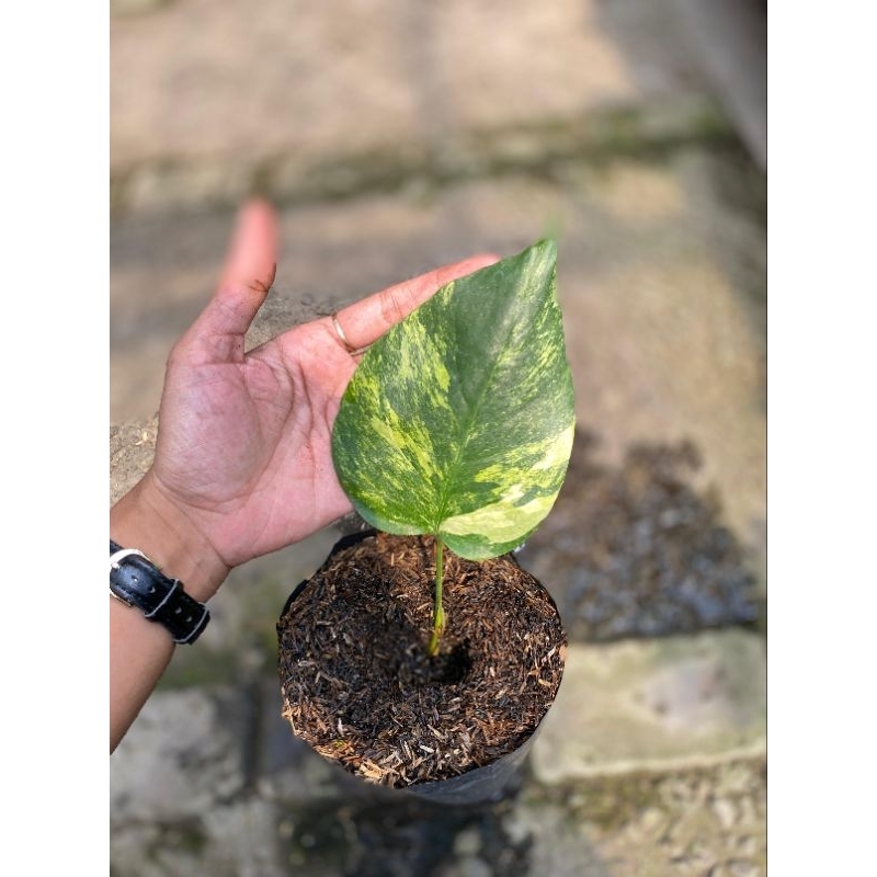 Jual Monstera Marmo Tricolor | Shopee Indonesia