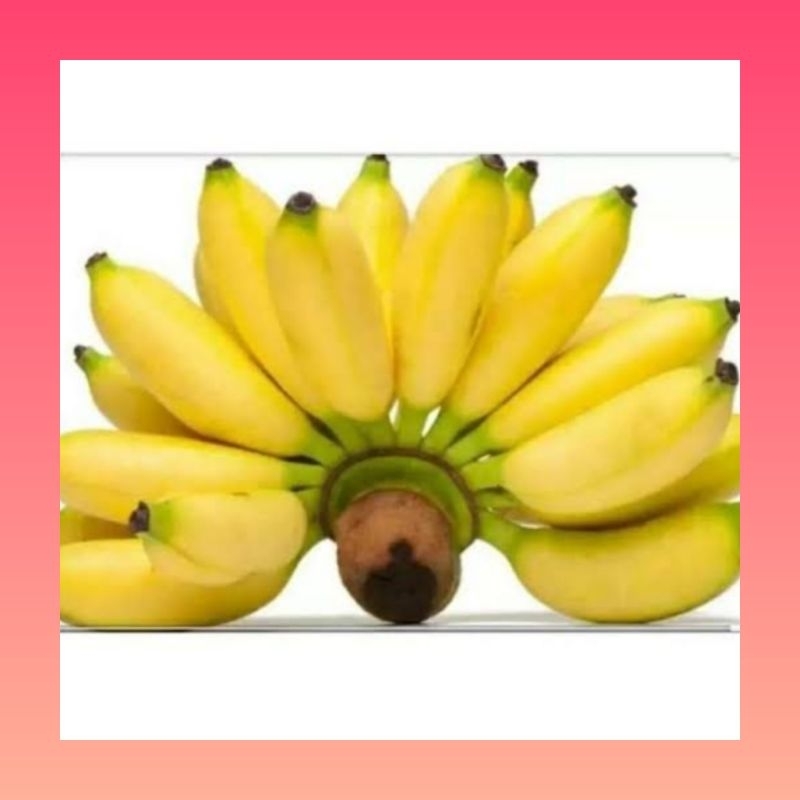 Jual Pisang muli segar 1 kg | Pisang baby muli 1 kilo | Pisang Moli ...