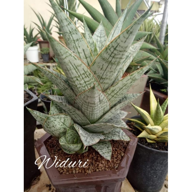 Jual Sansivera Hybrid "WIDURI" perform cakep | Shopee Indonesia