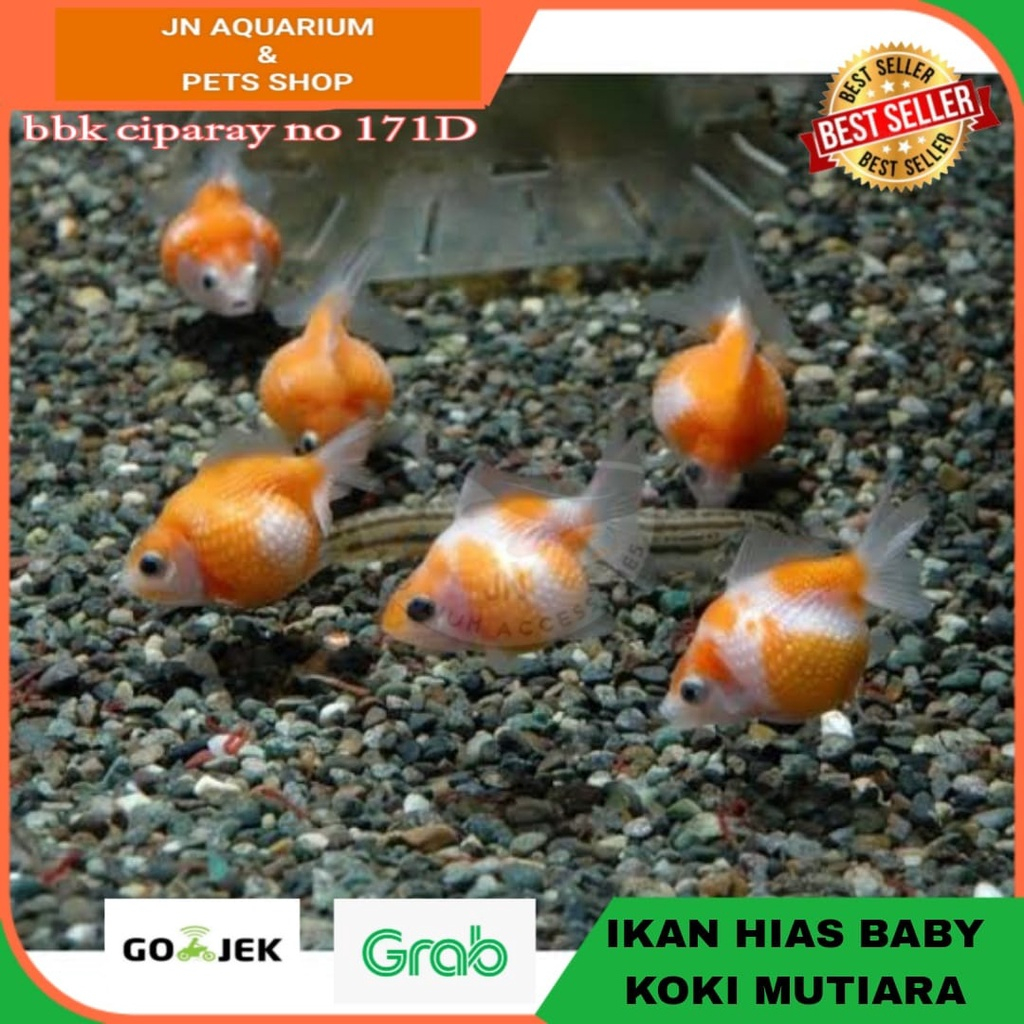 Jual Ikan Hias Mutiara TIkus Hiasan Aquarium Kolam Akuarium | Shopee ...