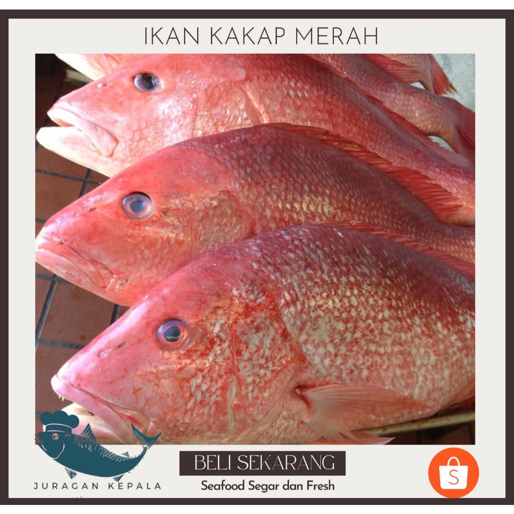 Jual Ikan Kakap Merah 1 KG | Shopee Indonesia