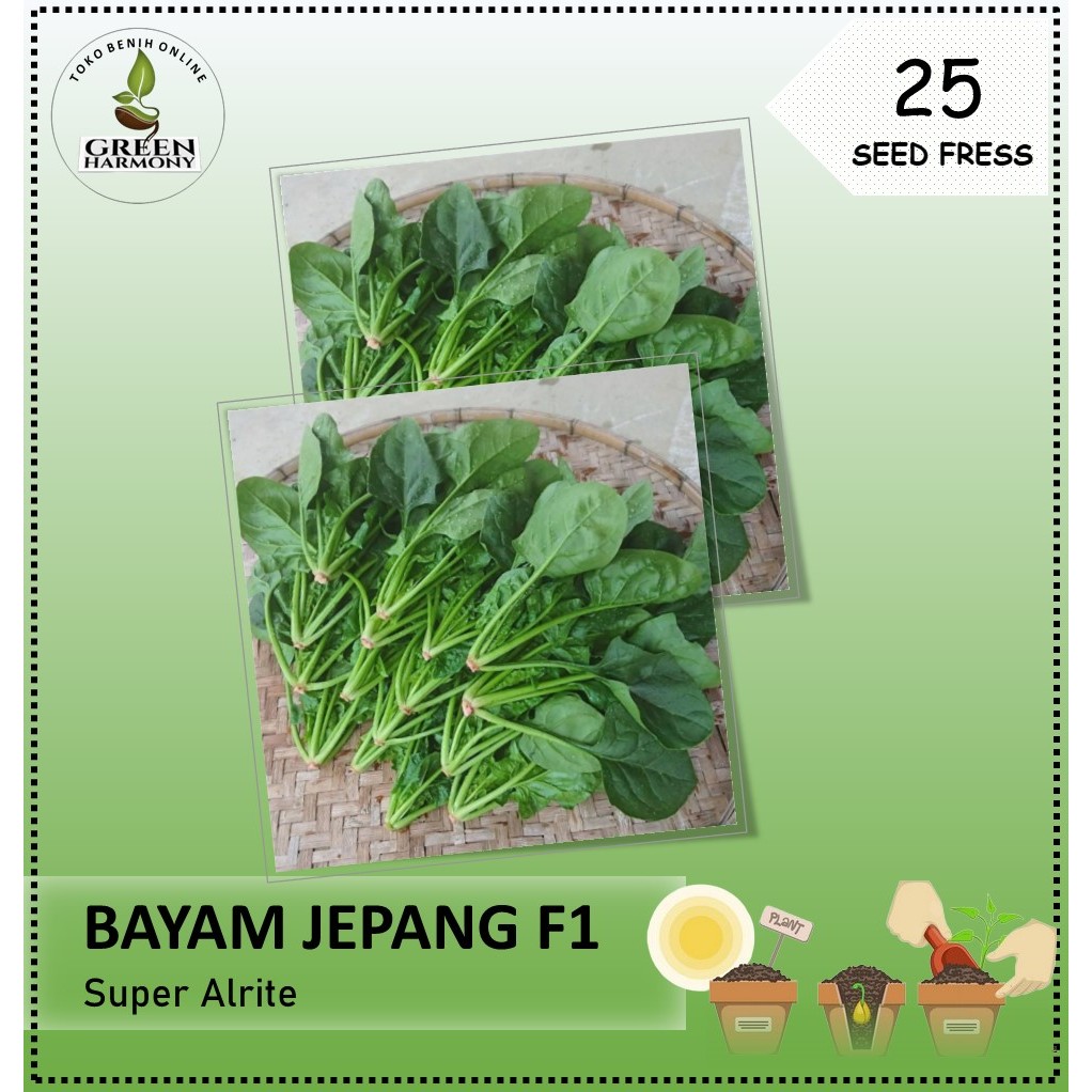 Jual 25 Biji - Benih Bayam Jepang MOZART F1 dan SUPER ALRITE F1, bayam ...