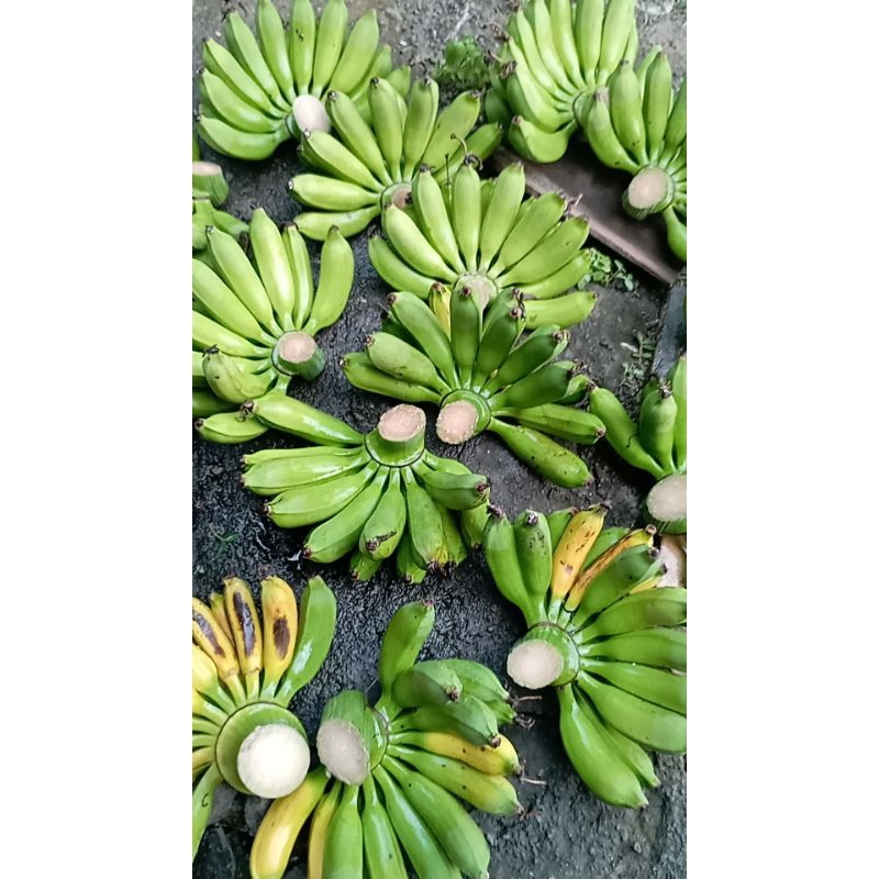 Jual PISANG RAJA MANIS 1 SISIR | Shopee Indonesia