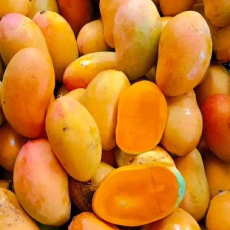 Jual Mangga Podang Masak Pohon Berat 1 Kg | Shopee Indonesia