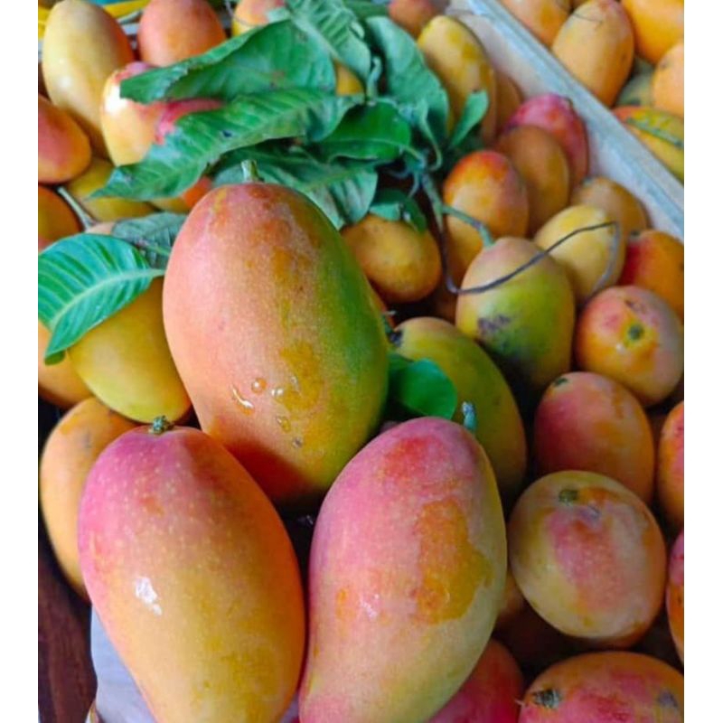 Jual Mangga Podang Masak Pohon Berat 1 Kg | Shopee Indonesia