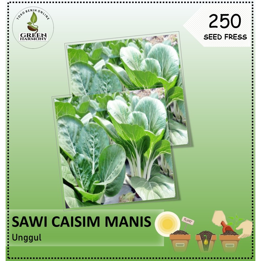 Jual Bibit Sayuran Sawi Caisim Manis Unggul Isi 250 Benih | Shopee ...