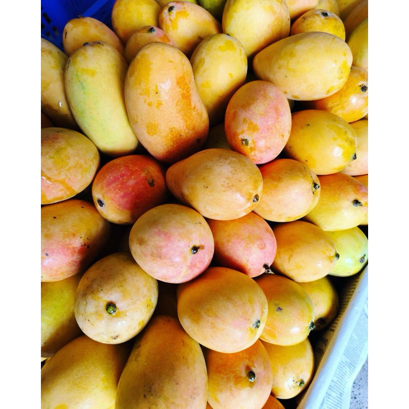 Jual Mangga Podang Masak Pohon Berat 1 Kg | Shopee Indonesia