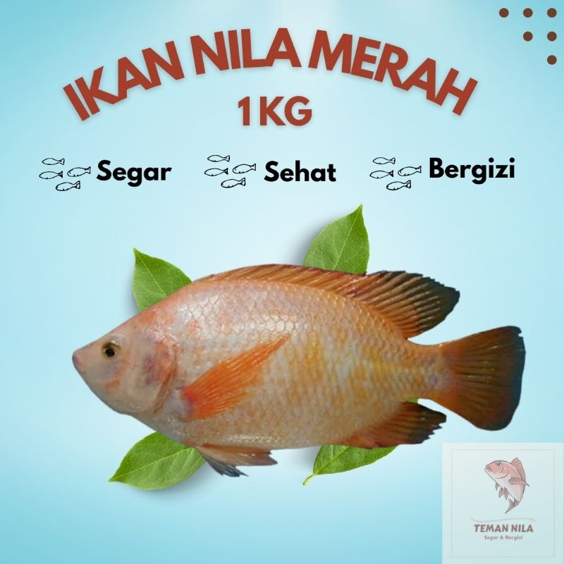 Jual Ikan Nila Merah Segar 1 Kg (Sudah Dibersihkan) / Fresh Bukan ...