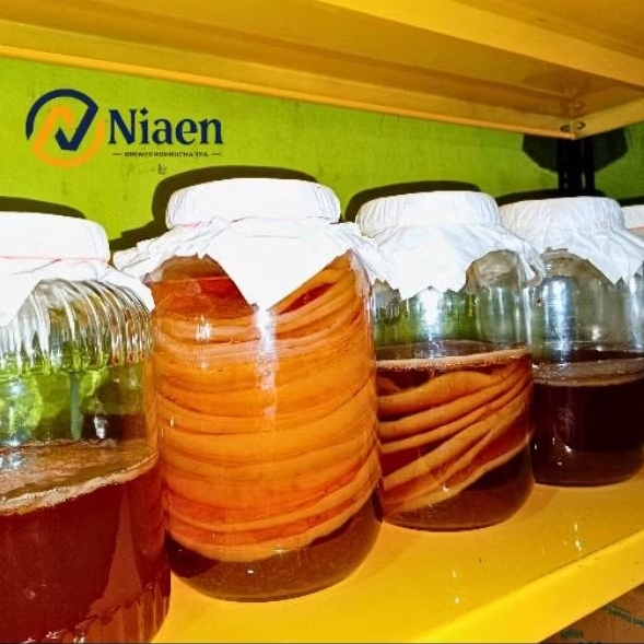 Jual BIBIT JAMUR KOMBUCHA /JAMUR SCOBY/JAMUR DIPO /ORIGINAL/TANPA CUKA ...
