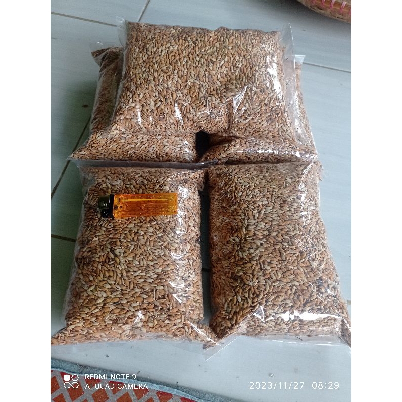 Jual Padi unggul gabah bulat beras putih per 3kg | Shopee Indonesia
