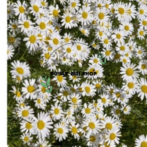 Jual Benih Bunga Ox Eye Daisy Seeds Biji Tumbuhan Kembang Hias Taman ...