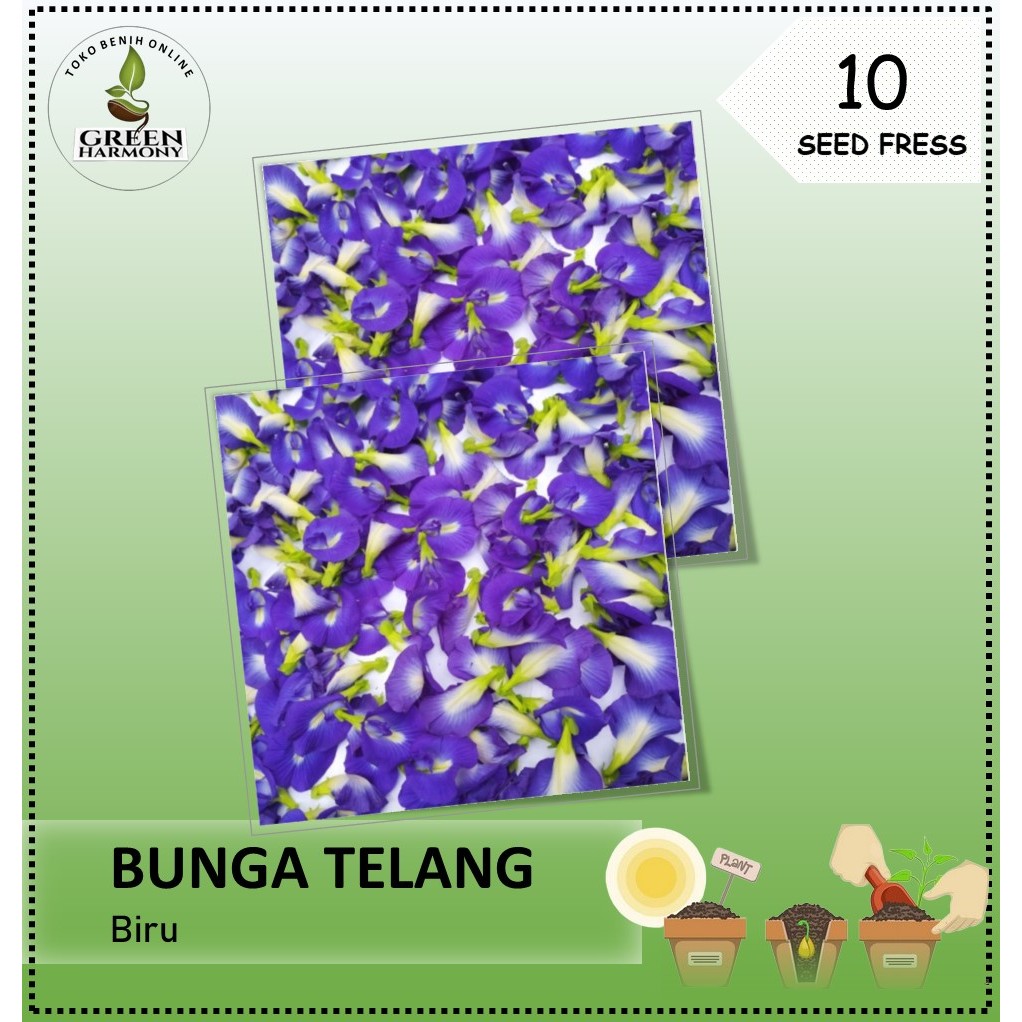 Jual 10 Biji - Benih Bunga TELANG BIRU, butterfly pea kaya antioksidan ...