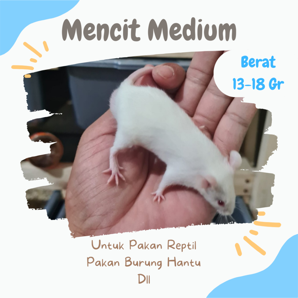 Jual TIKUS PUTIH MENCIT MEDIUM ( 14 GRAM+ ) | Shopee Indonesia