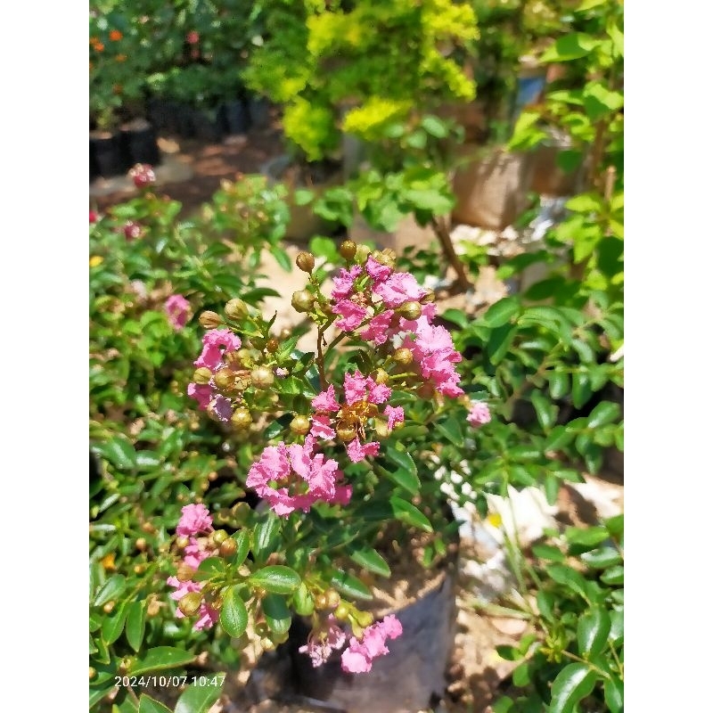 Jual Tanaman hias bunga sakura pink real pic tanaman bunga sakura ...