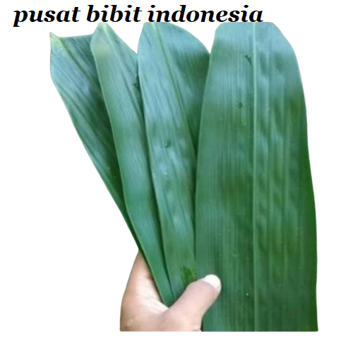 Jual Paket Daun Bambu Jumbo 100 Lembar - Daun Bambu Bakcang - Daun ...