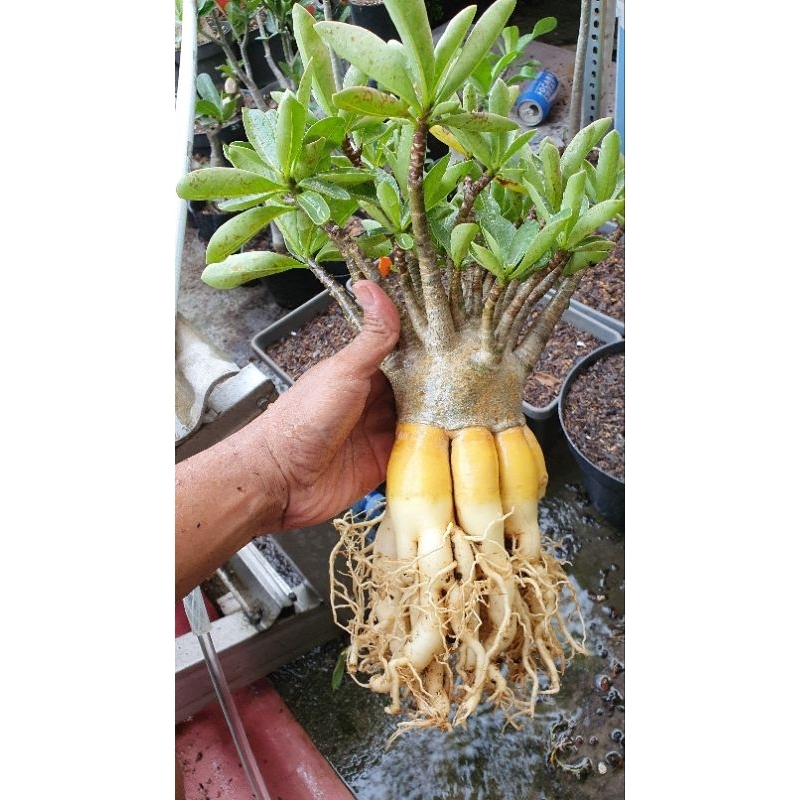 Jual Adenium arabicum Akar emas | Shopee Indonesia