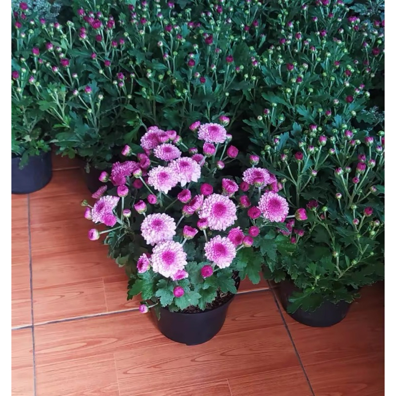 Jual tanaman cyrisan bunga ungu + pot rimbun berbunga | Shopee Indonesia