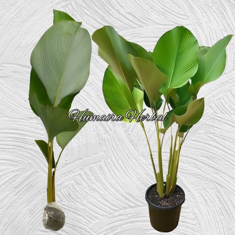 Jual Calathea Pisang Pohon Kalatea Pisangan Tanaman Hias Tanaman ...