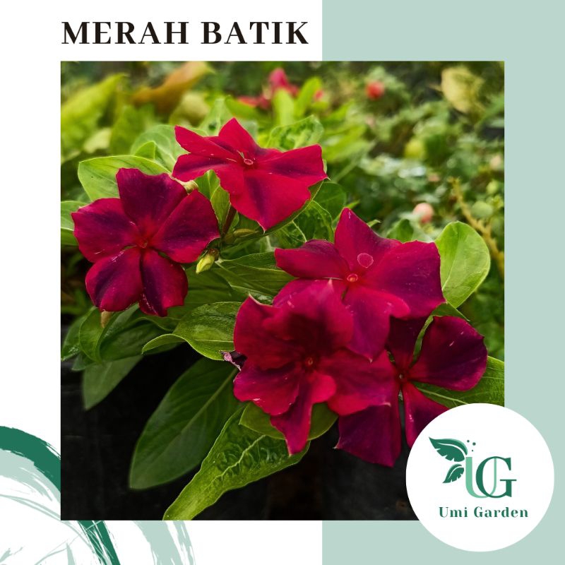 Jual 15 Biji Bunga Vinca Merah Batik Juntai Benih Tapak Dara | Shopee ...