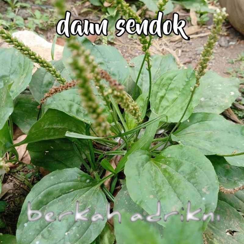Jual daun sendok daun urat herbal (5pcs) | Shopee Indonesia