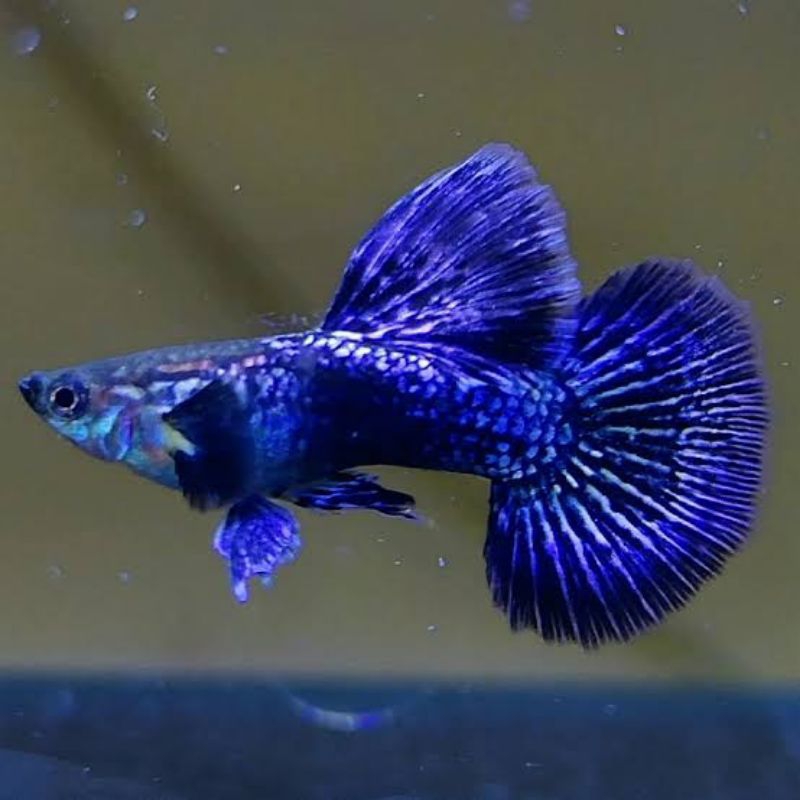 Jual hiasan aquarium ikan hias Guppy blue dragon sepasang | Shopee ...
