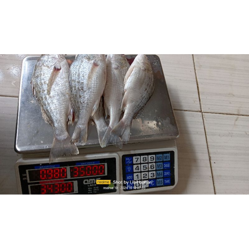 Jual ikan gerok | Shopee Indonesia