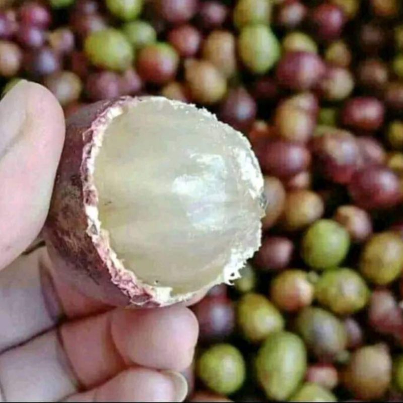 Jual Buah Matoa Khas Papua | Buah Matoa Langka 1 Kg | Fresh Tebal Manis ...