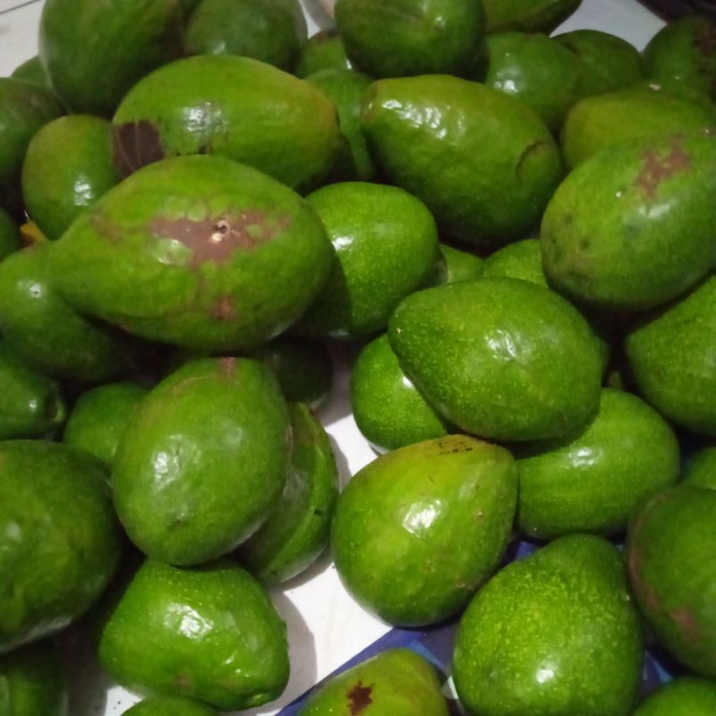 Jual alpukat mentega | Shopee Indonesia