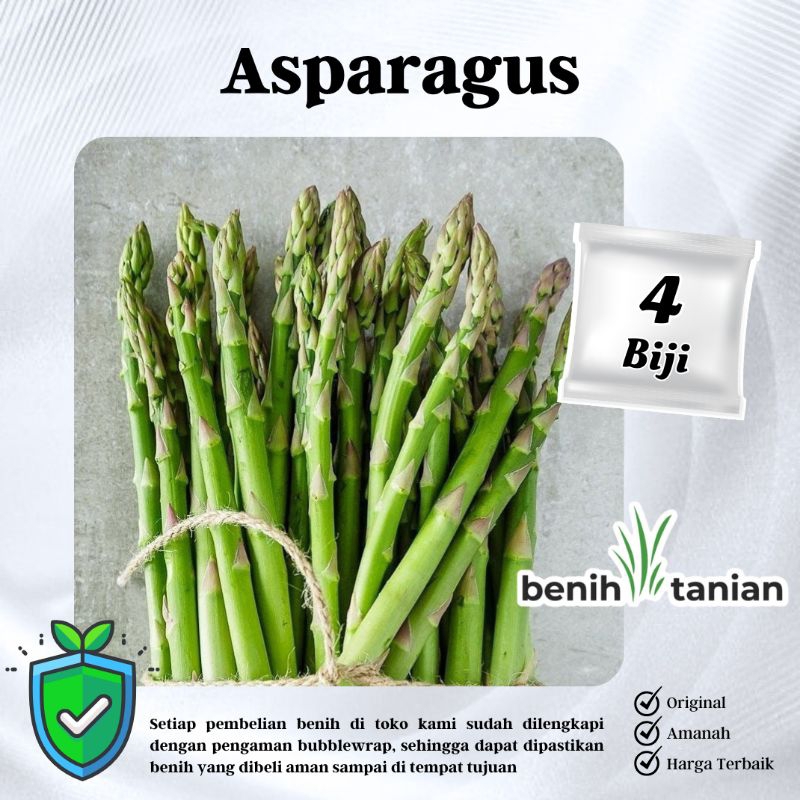 Jual 4 Biji Benih Asparagus Mary Washington Bibit Sayuran Unggul ...