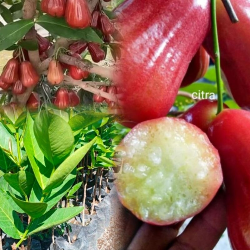 Jual Pohon jambu citra merah jumbo | Shopee Indonesia