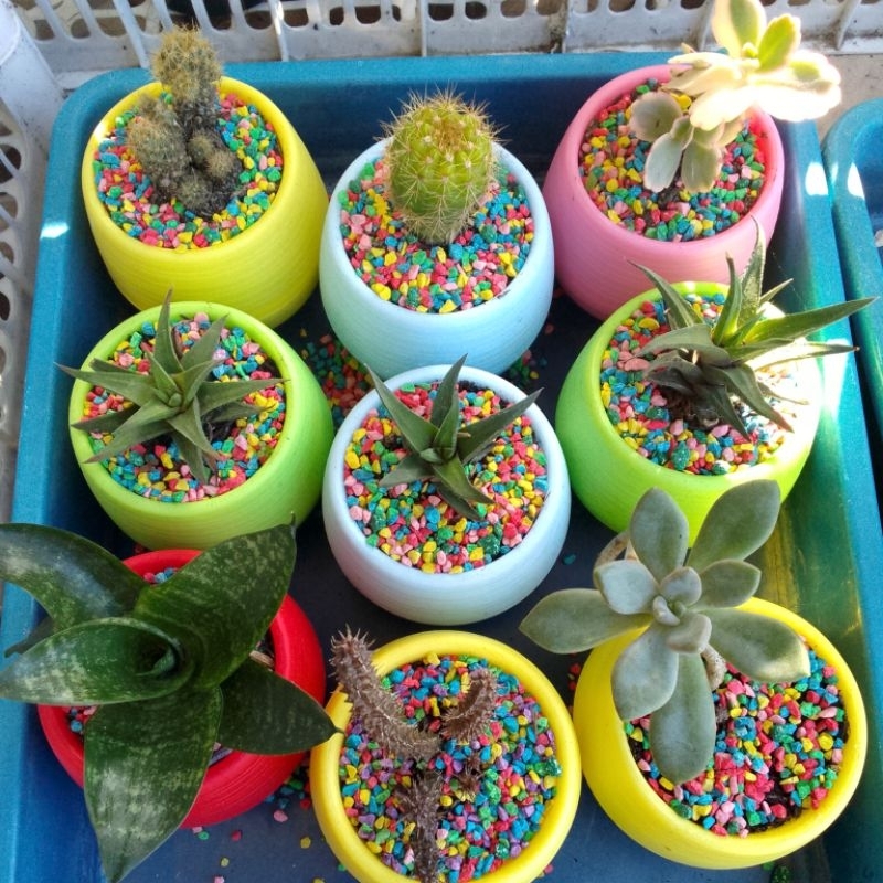 Jual Kaktus Mini Pot Bulat Warna Mini + Batu Hias - Tanaman Hias Dalam ...