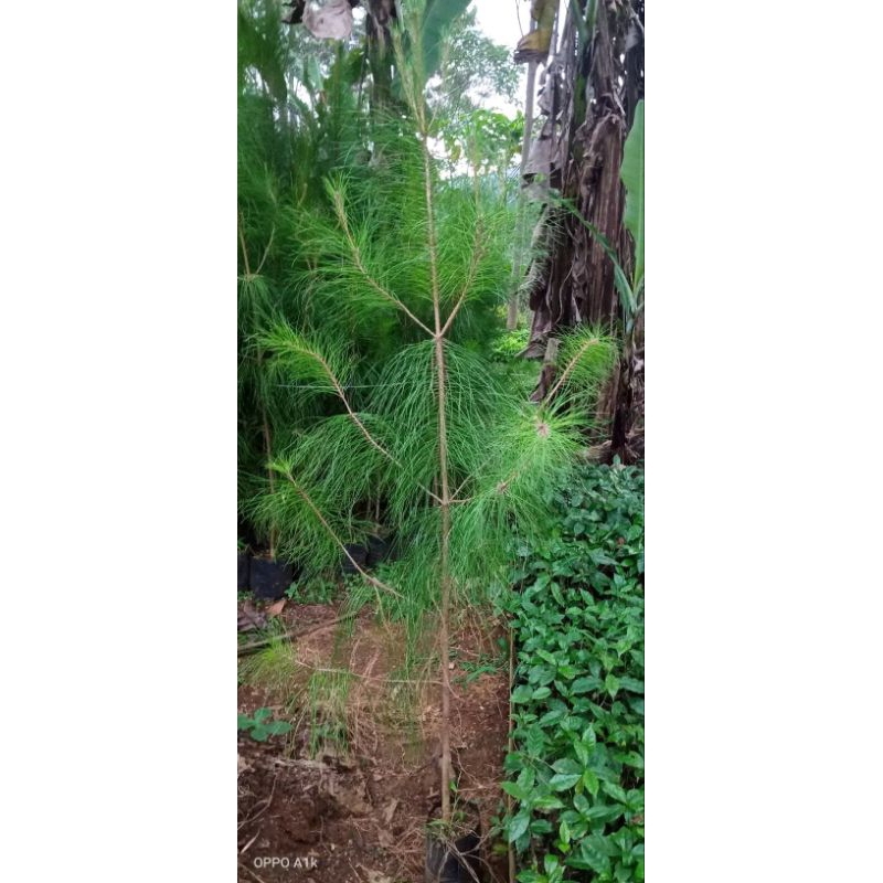 Jual pohon pinus cemara pinus 2 meteran | Shopee Indonesia