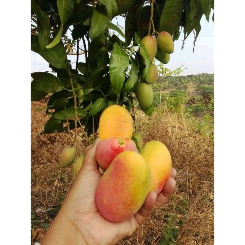 Jual Bibit mangga podang gunung | Shopee Indonesia
