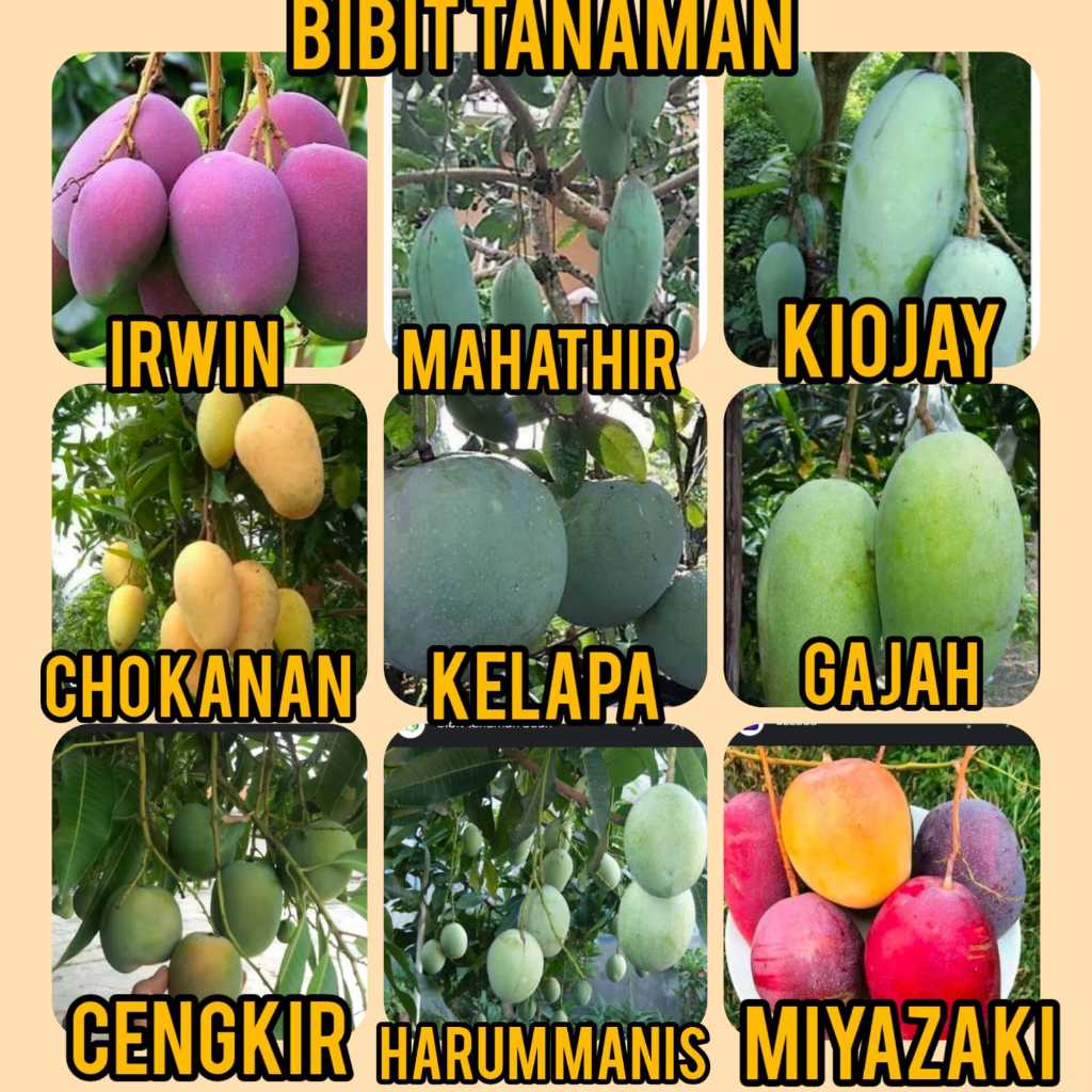 Jual Bibit Mangga Macam Jenis 80-100 cm | Shopee Indonesia