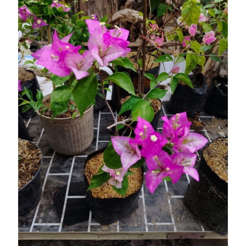 Jual bugenvil Wajid Alisha | Shopee Indonesia