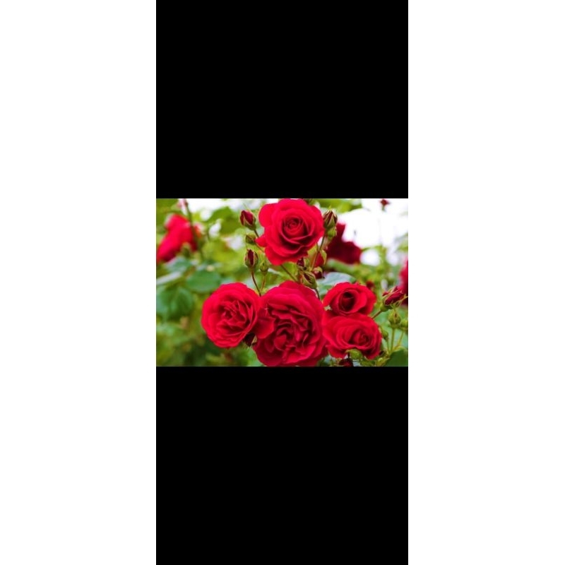 Jual Tanaman hias mawar merah Rosa Spp, Provence Rose dan French Rose ...