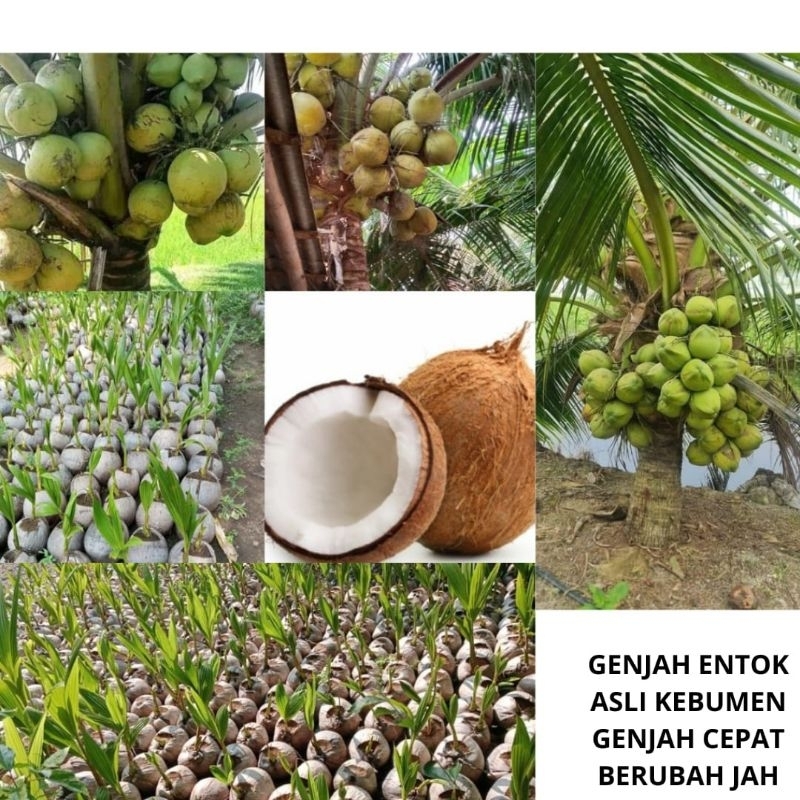 Jual JAMIN ASLI!..Bibit Kelapa Genjah Entok, Bibit Kelapa Super ...