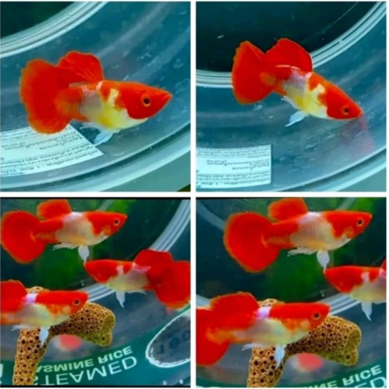 Jual hiasan aquarium ikan hias Guppy nemo koi sepasang | Shopee Indonesia