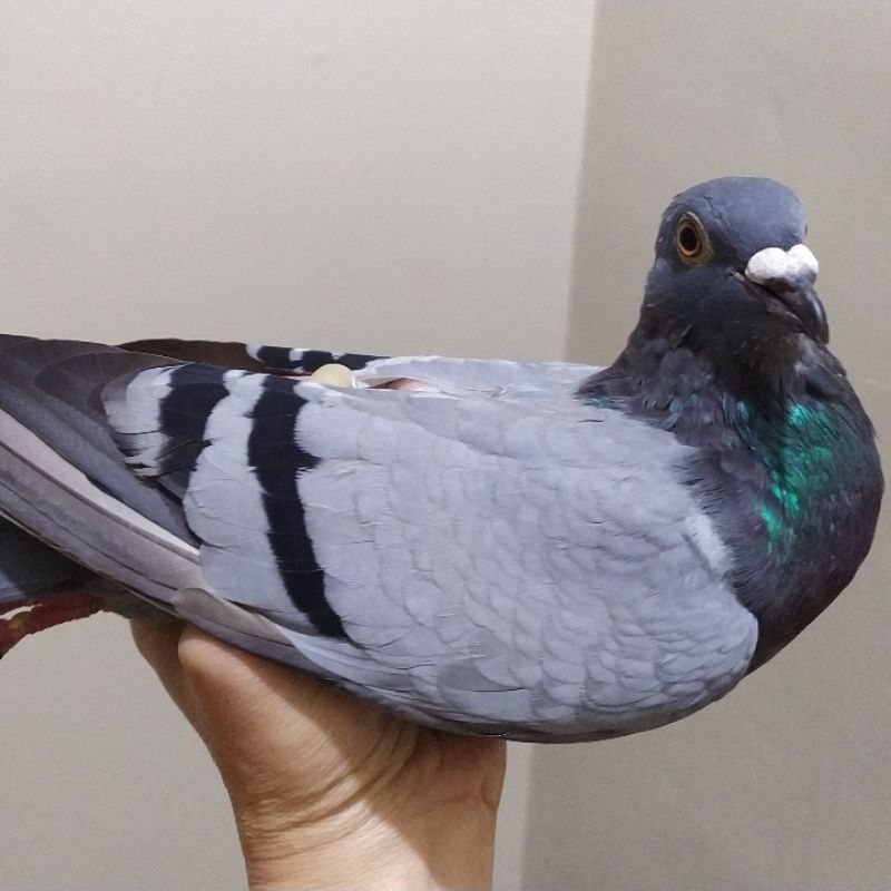 Jual Burung Merpati Pos - Racing Pigeon - Burung Dara Pos - Merpati ...