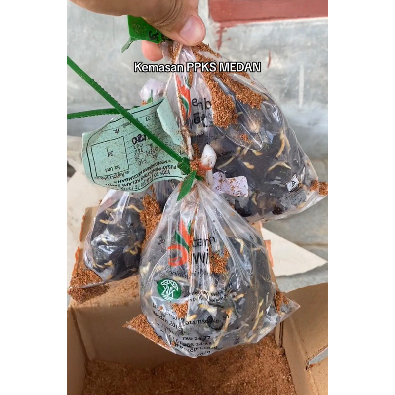 Jual KECAMBAH SAWIT PPKS UNGGUL ISI 250 (BERSERTIFIKAT) | Shopee Indonesia