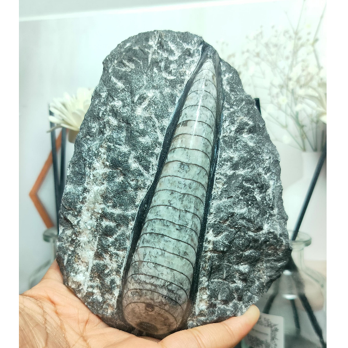 Jual Batu Natural Orthoceras Fossil (3) | Shopee Indonesia