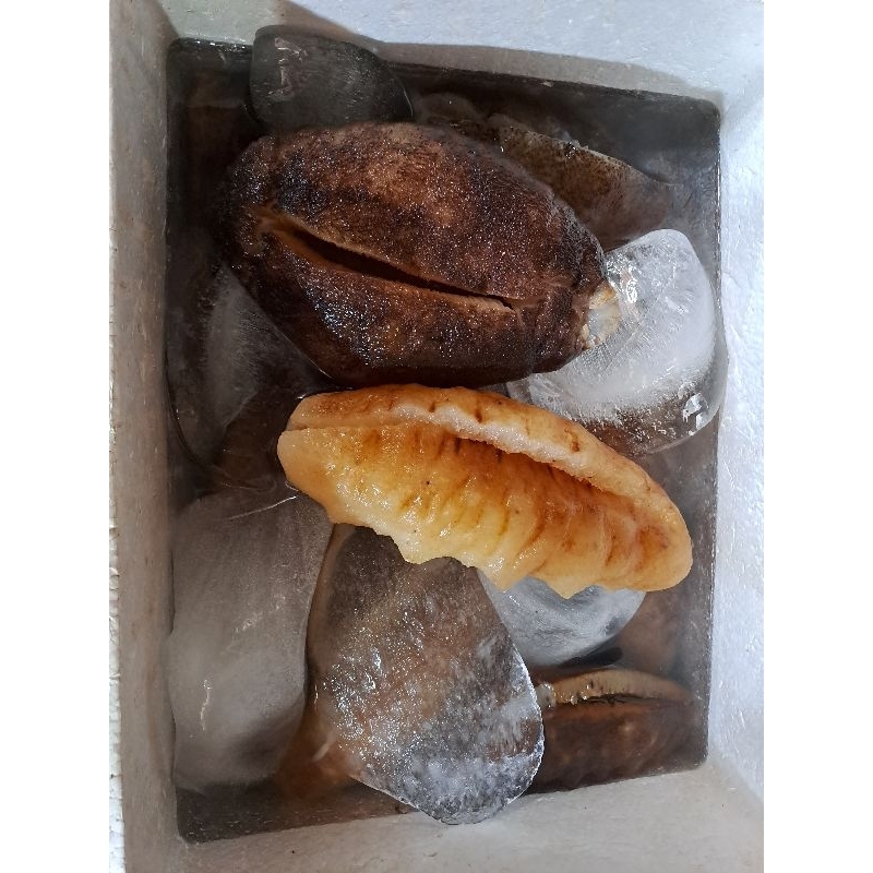 Jual Teripang fresh 500gram haisom haisem sea cucumber 500 gram tripang ...