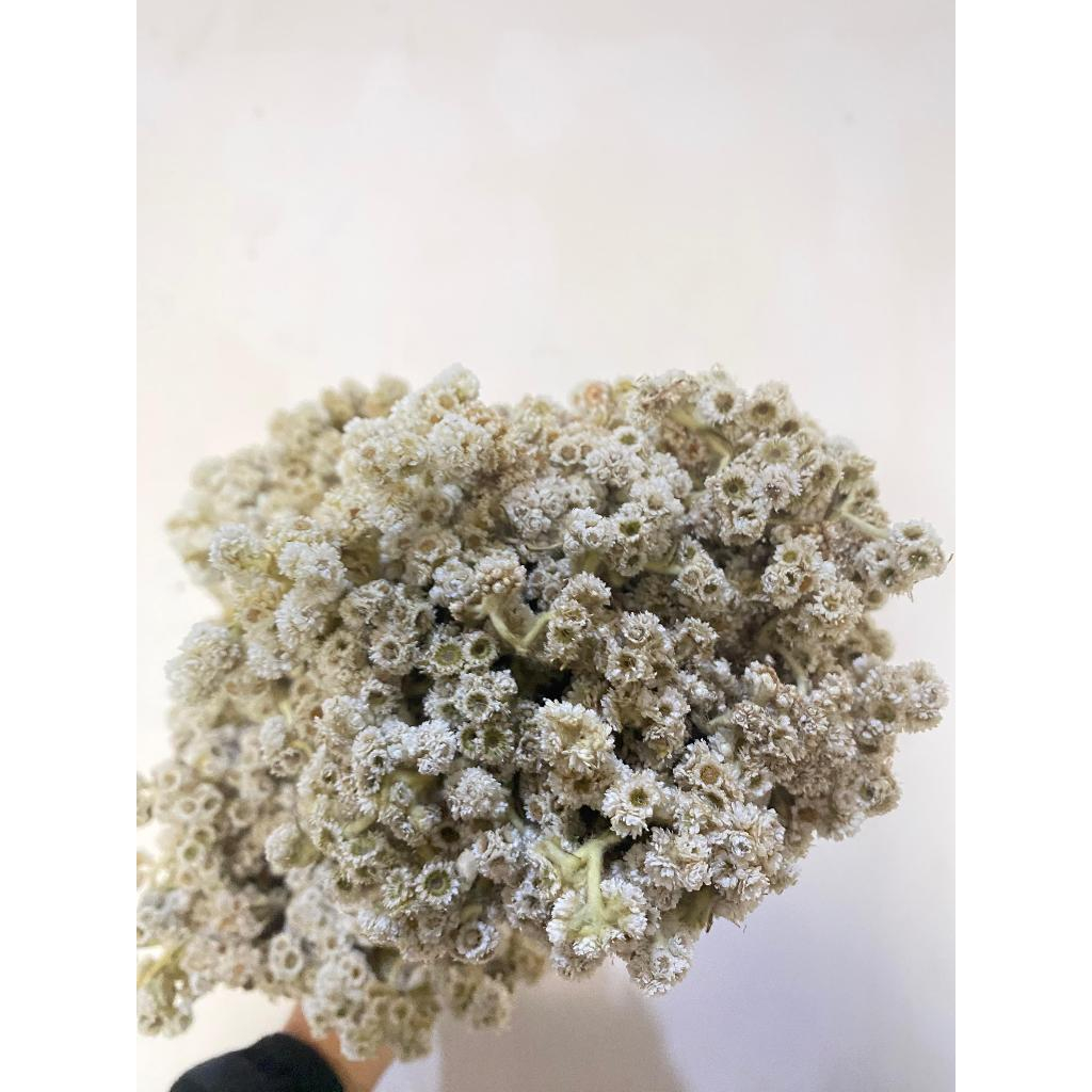 Jual Bunga Kering Budidaya Edelweiss/Bunga Jawa/Buket Bunga/Edelweis ...