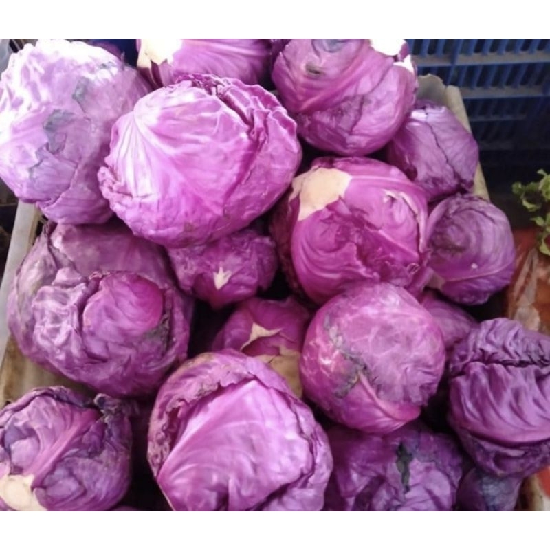Jual Kol Ungu Import 1 Buah | Shopee Indonesia